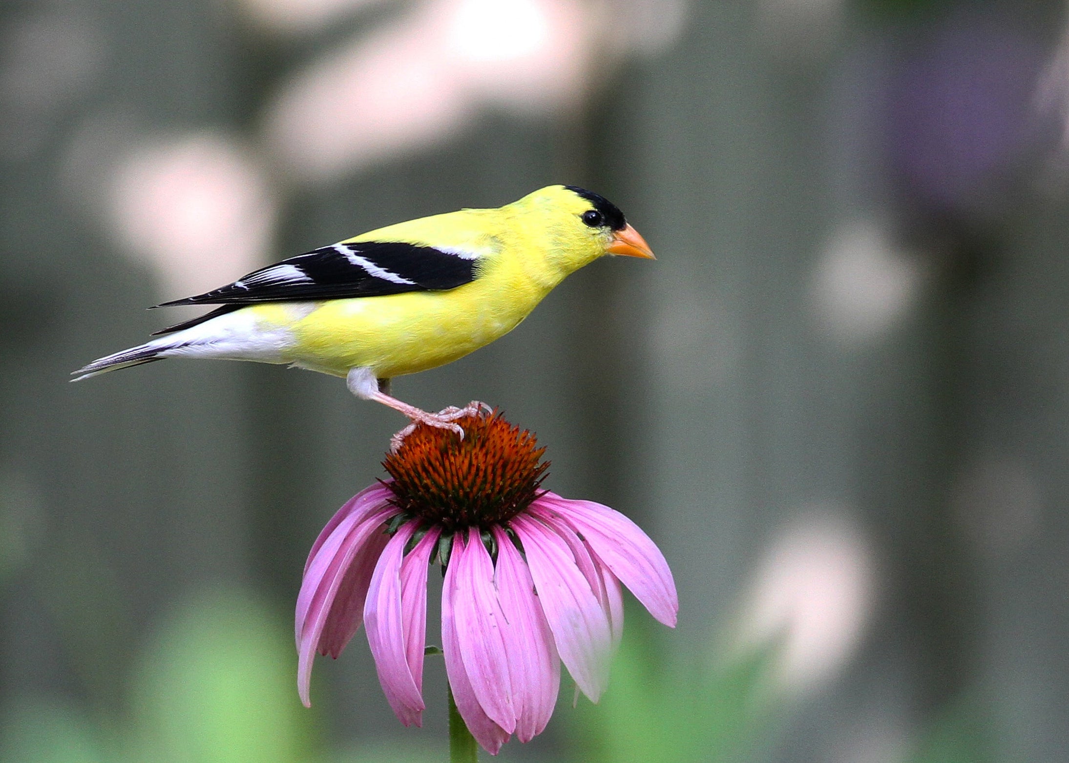 Mother’s Day Event in Cedar Hill | Nature Market at Dogwood Canyon ...